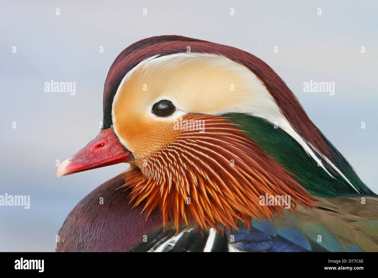 Portrait of a drake/male Mandarin Duck Stock Photo - Alamy
