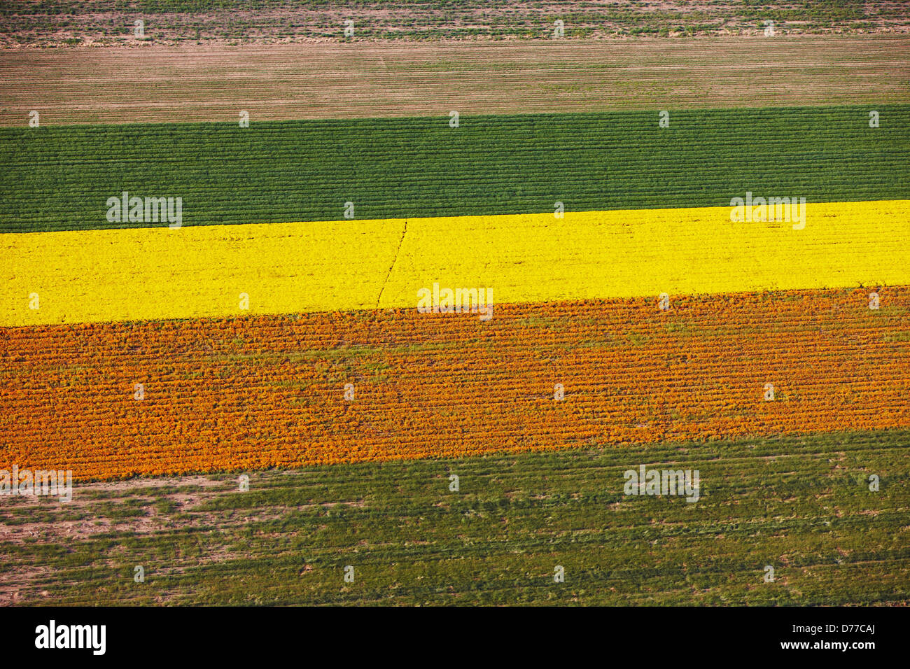 Aerial view flowering crops California Stock Photo - Alamy