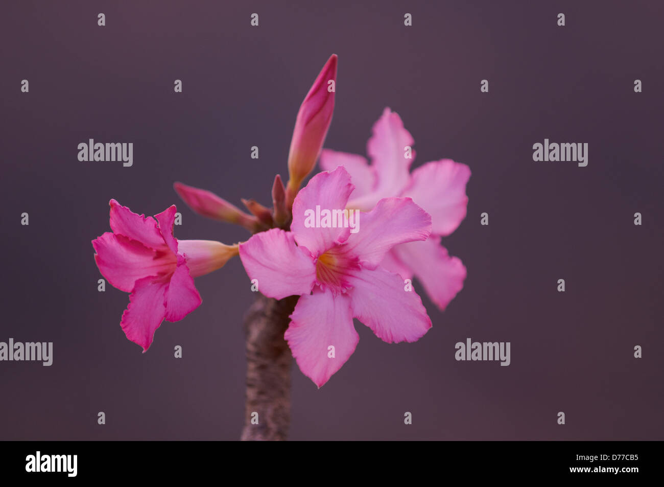 Yemen desert flowers hi-res stock photography and images - Alamy
