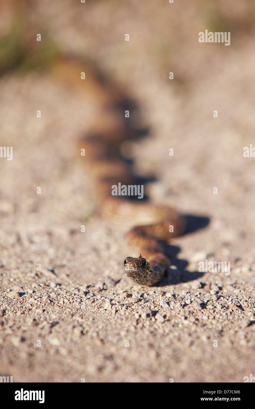 Bull snake Pituophis catenifer in Arizona Stock Photo - Alamy