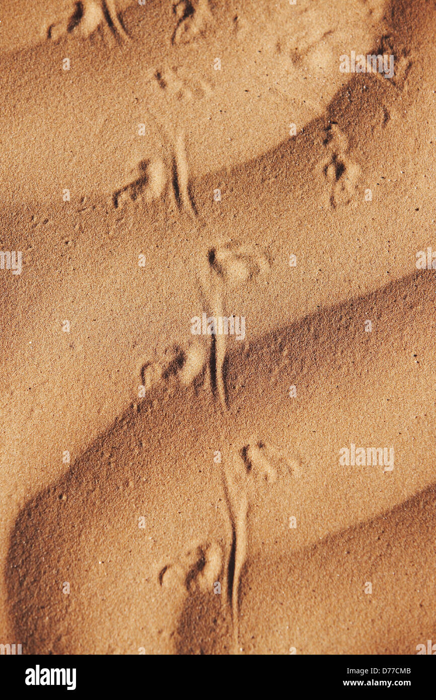 Lizard tracks in sand dunes Cabeza Prieta National Wildlife Refuge ...