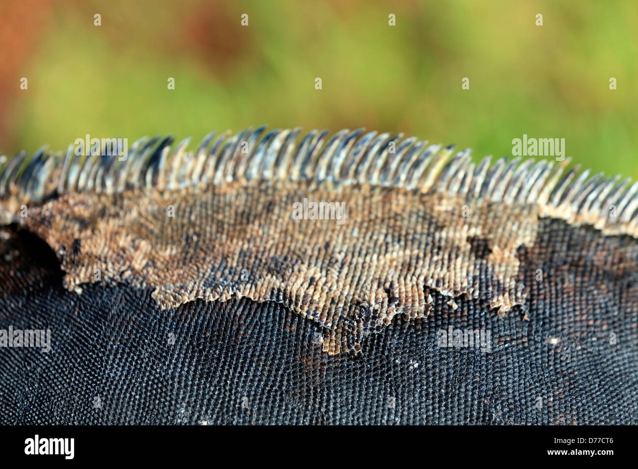 Peeling skin hi-res stock photography and images - Alamy