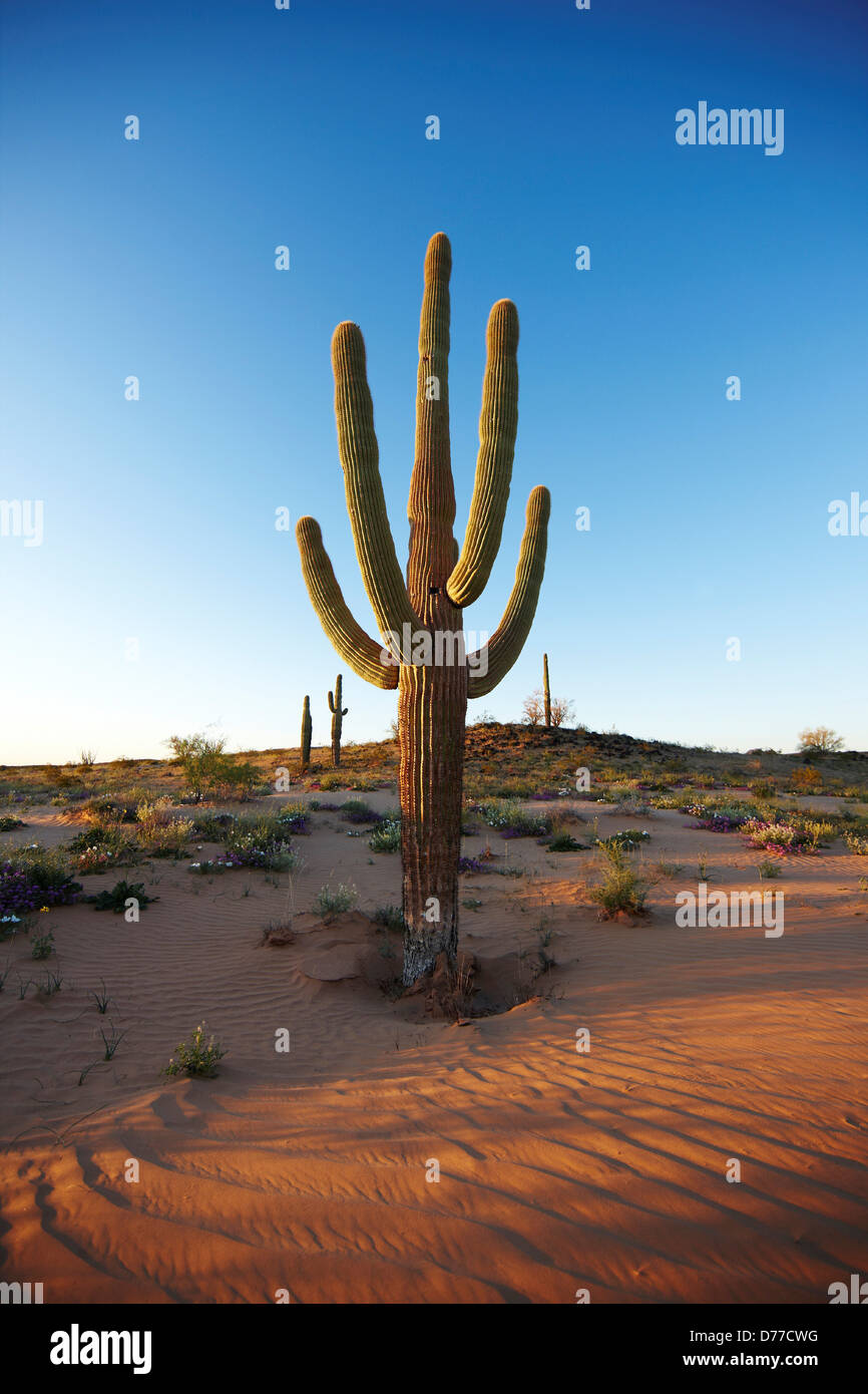 Saguaro cactus Carnegiea gigantea above sand dune Cabeza Prieta ...