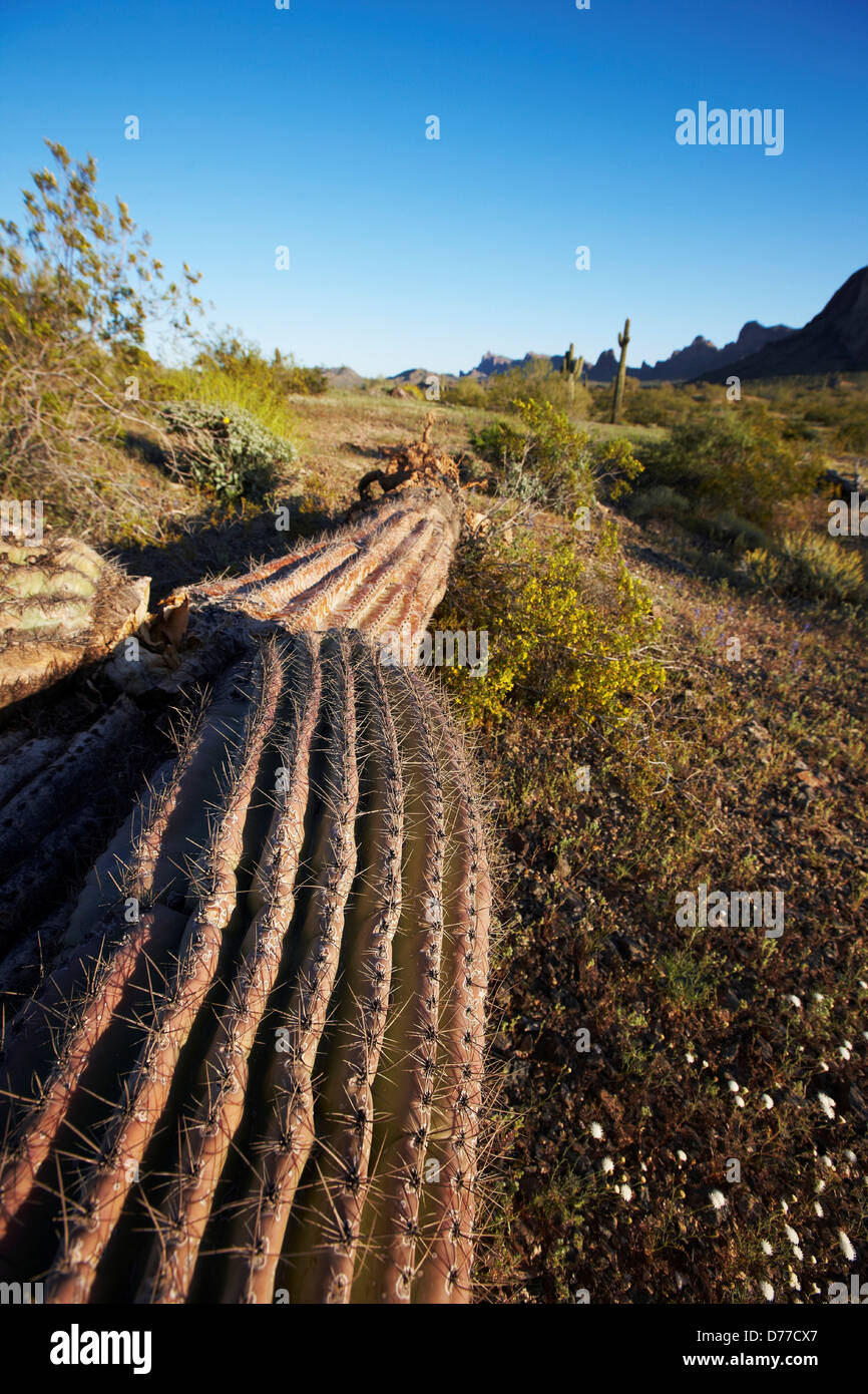 Fallen Saguaro cactus Carnegiea gigantea southern Arizona Stock Photo ...