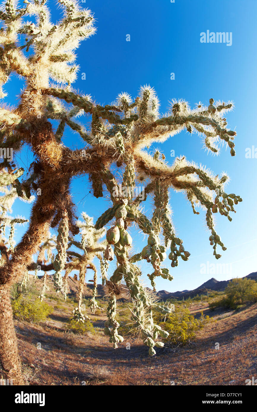 Cholla at sunrise Arizona Stock Photo - Alamy