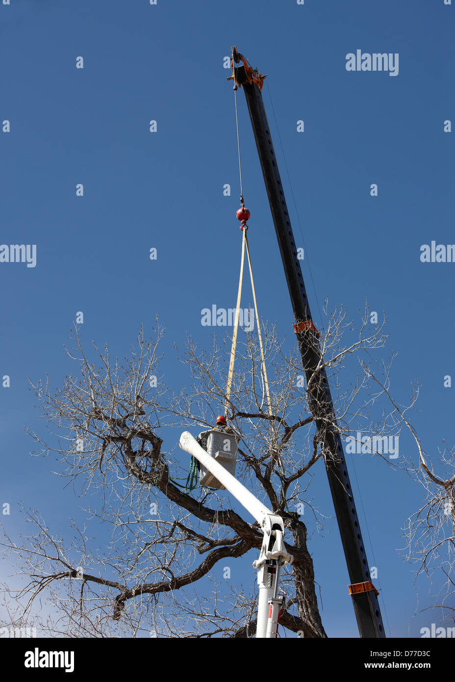 Tree trimmer in bucket lift watches as crane lifts large tree limb ...