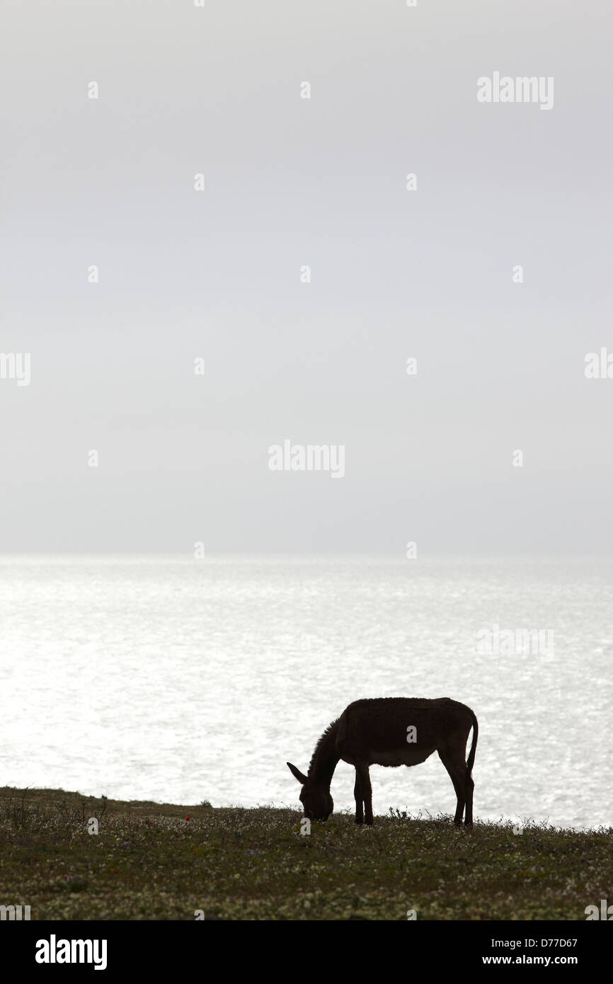 Donkey silhouetted by light setting sun on Atlantic Ocean Morocco Stock ...