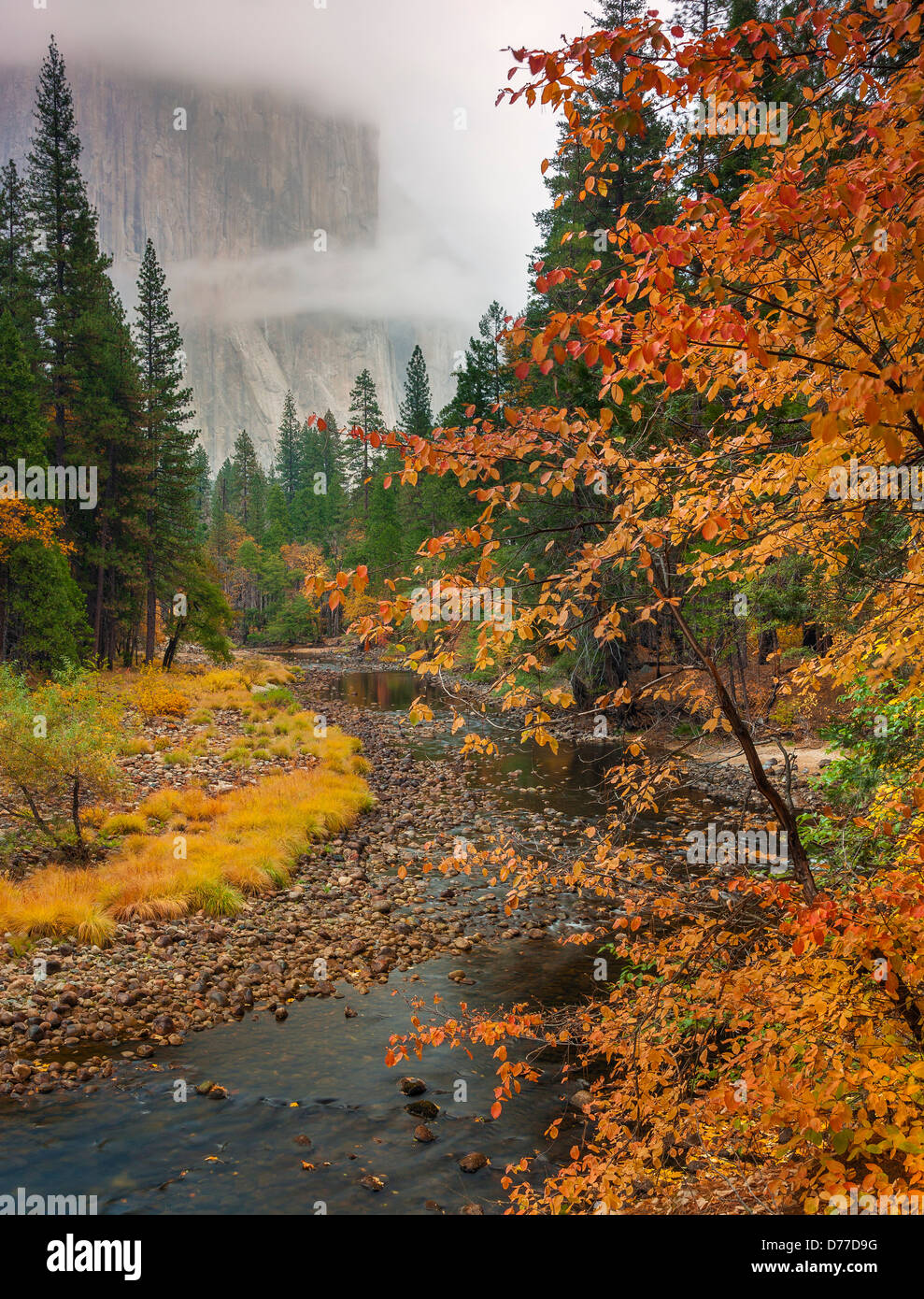 Yosemite National Park, CA;A view of El Capitan in the fog along the ...