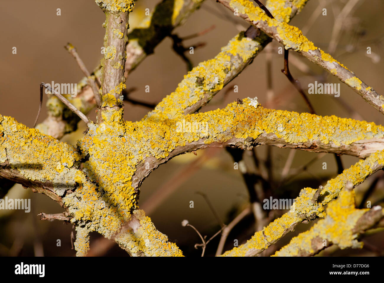 Lichen on Tree Branches Stock Photo - Alamy