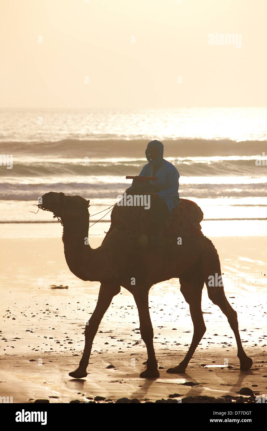 Silhouette camel rider on coast near Agadir Atlantic coast Morocco ...