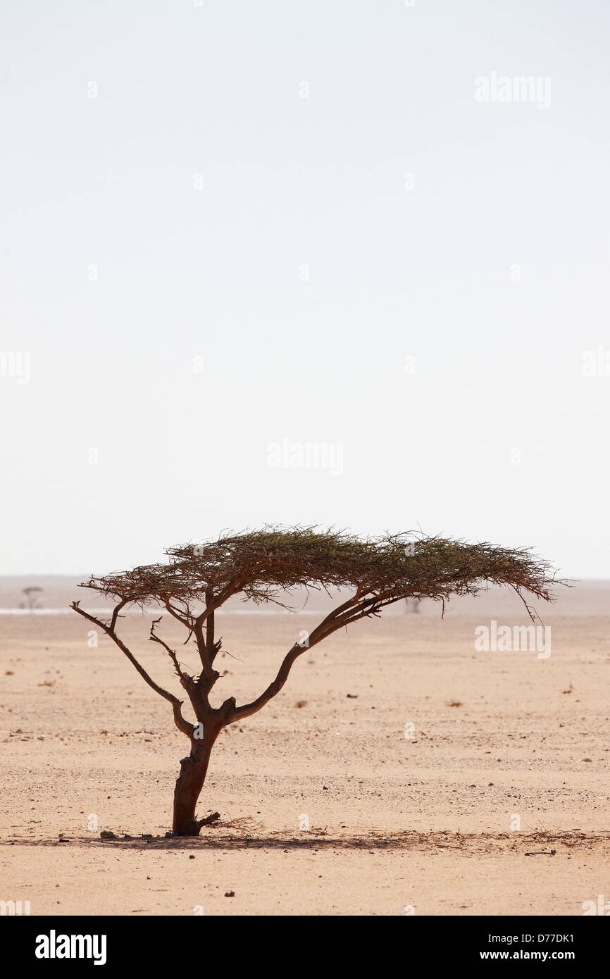 Barren Desert Tree