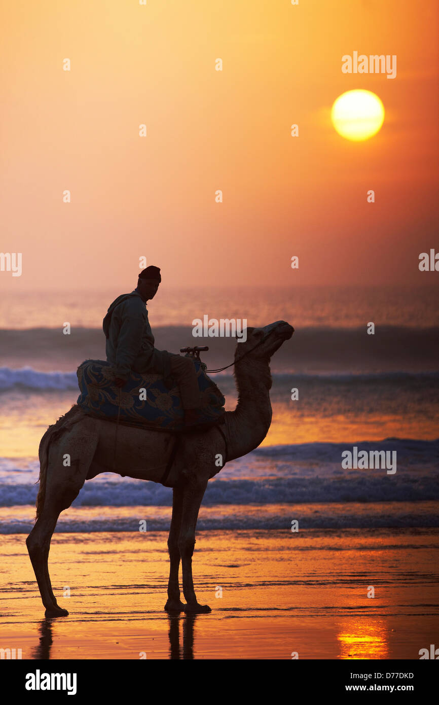 Silhouette camel rider on coast near Agadir Atlantic coast Morocco ...