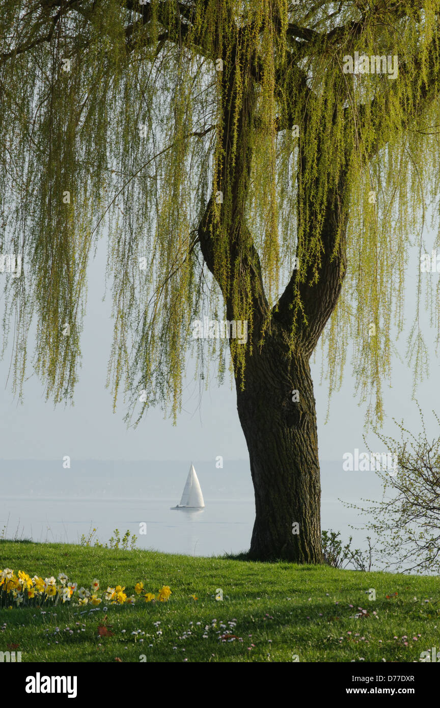 Willow tree and sailing boat, Immenstaad Lake Constance Baden ...