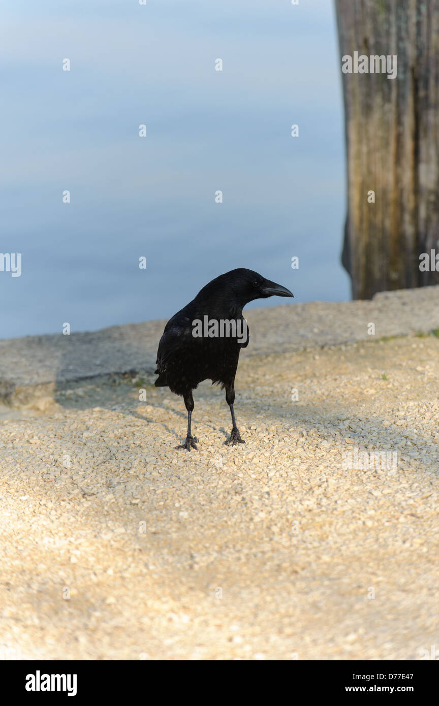 Closeup of Carrion Crow (Rabenkrähe, Corvus corone corone), Immenstaad ...
