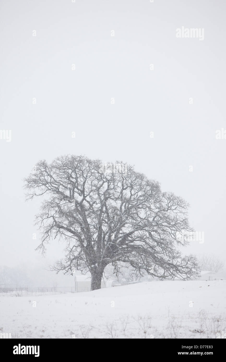 Oak tree texas vertical hi-res stock photography and images - Alamy