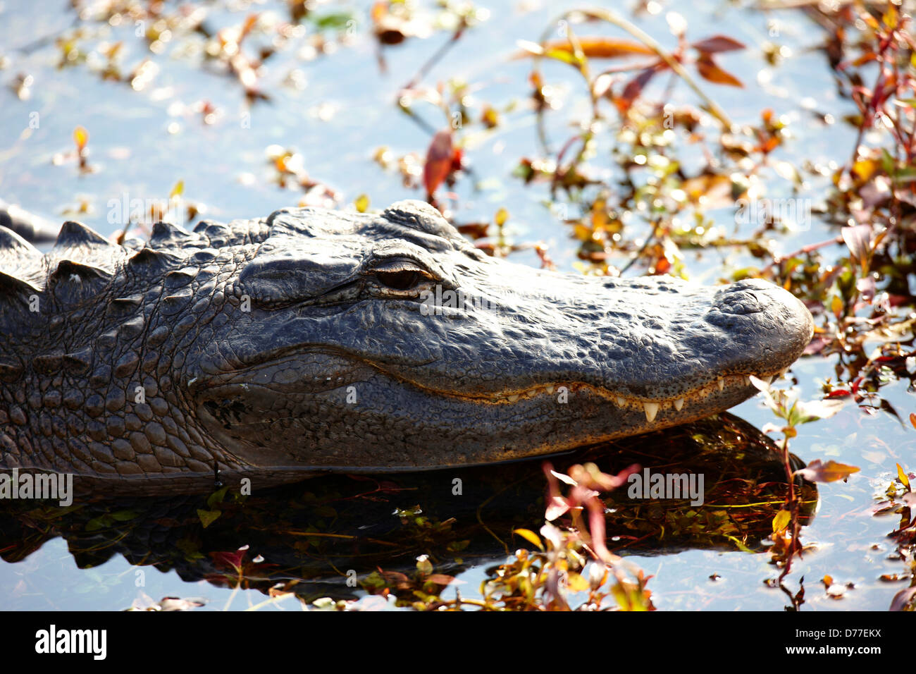 American alligator Alligator mississippiensis in swamp Everglades ...