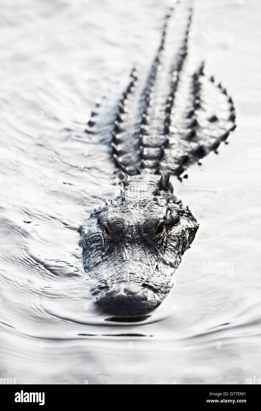 American alligator Alligator mississippiensis in swamp Everglades ...