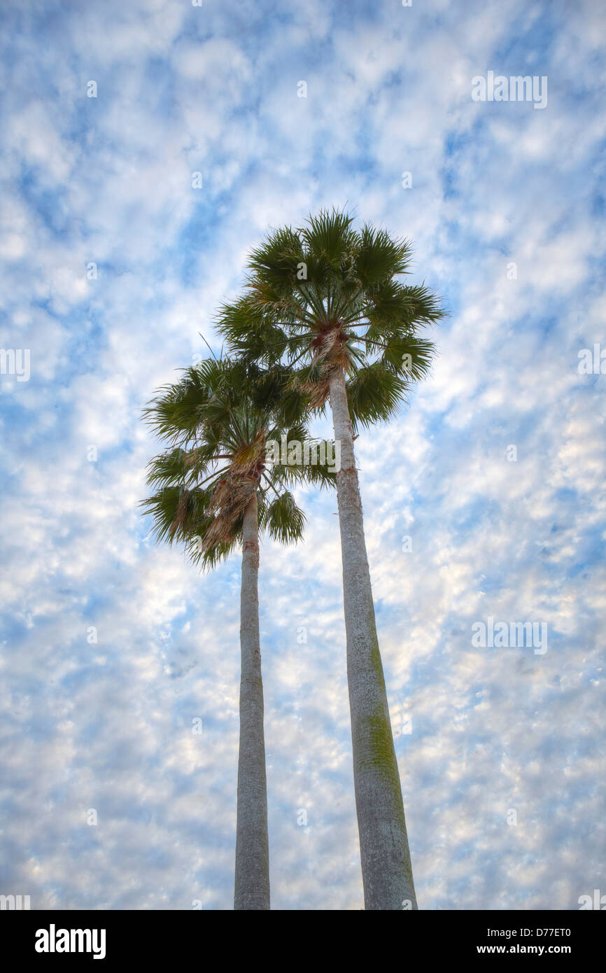 Pair palm trees Everglades National Park Florida USA Stock Photo - Alamy