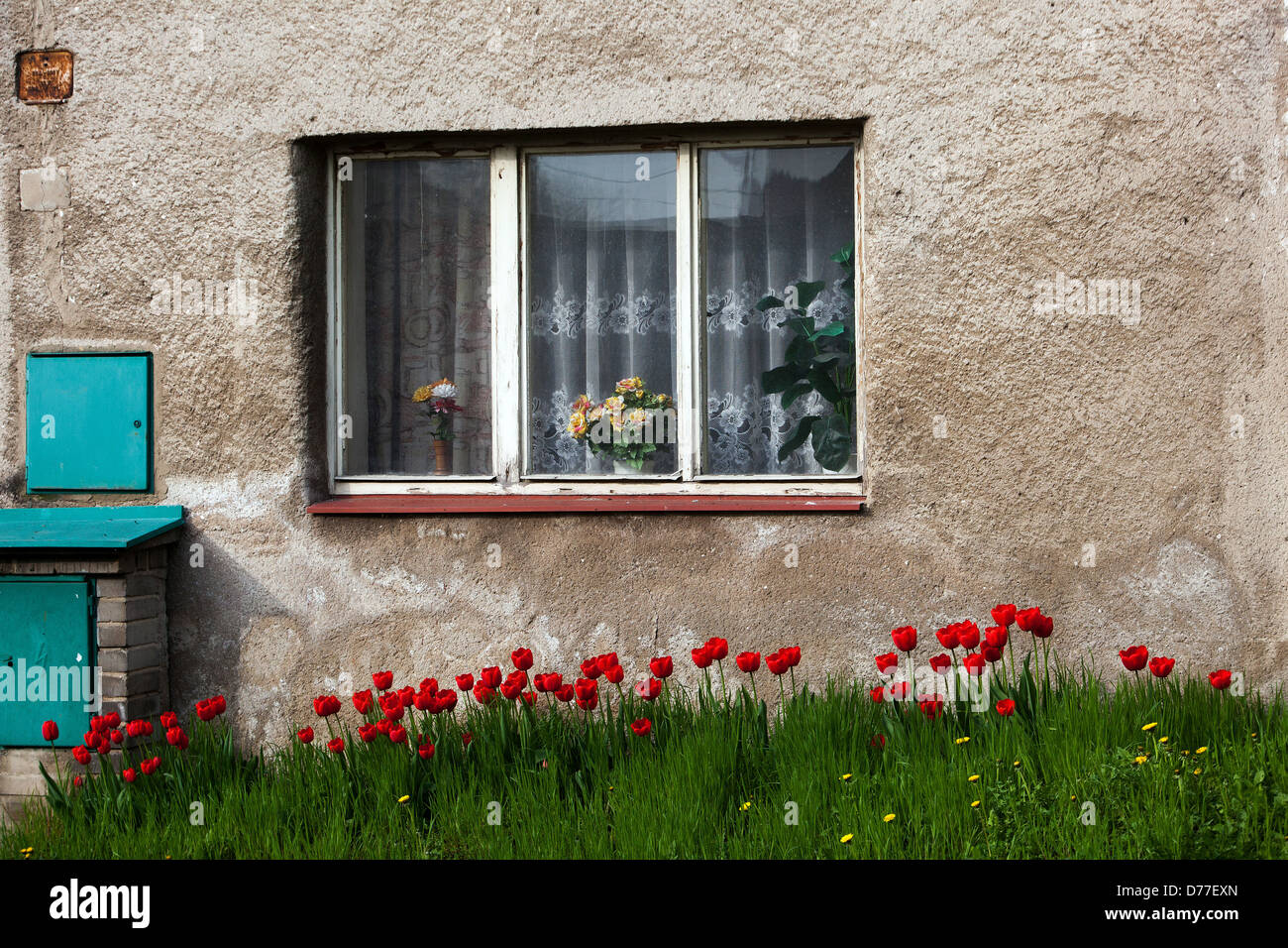 Flowering Tulips garden, Tulipa rural window with tulips Czech rural ...