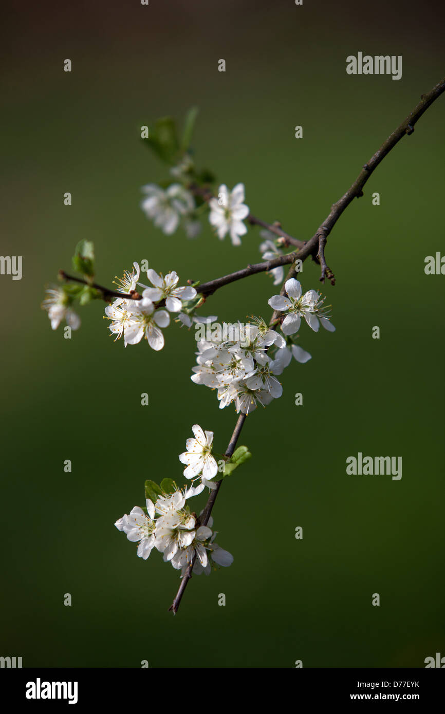 Prunus spinosa, twig blossoming sloe, green background Stock Photo - Alamy