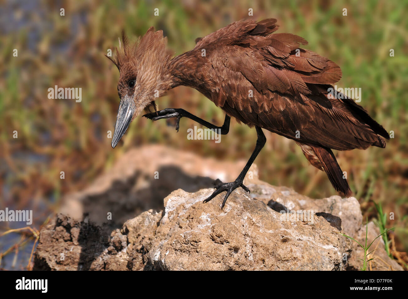 Scratching bird hi-res stock photography and images - Alamy