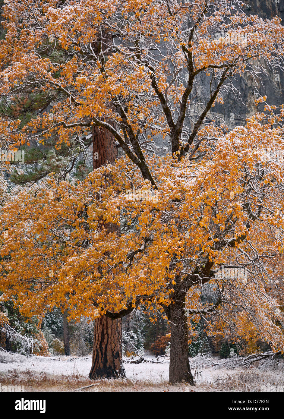 Yosemite National Park, CA: Three black oaks with lingering fall color ...