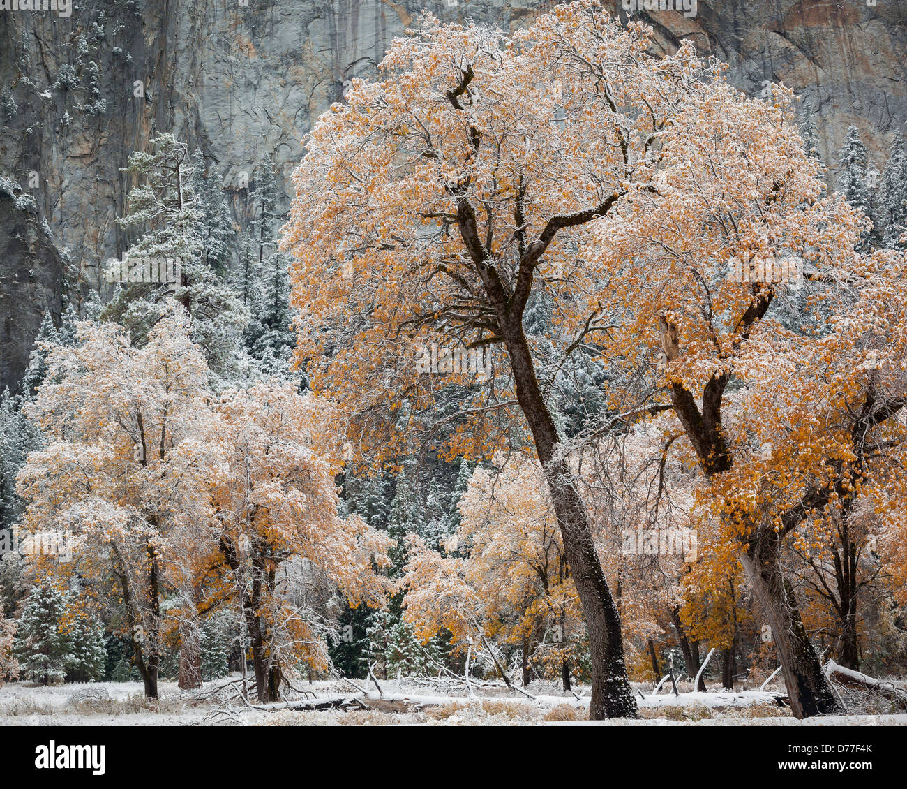 Black oak yosemite national park hi-res stock photography and images ...