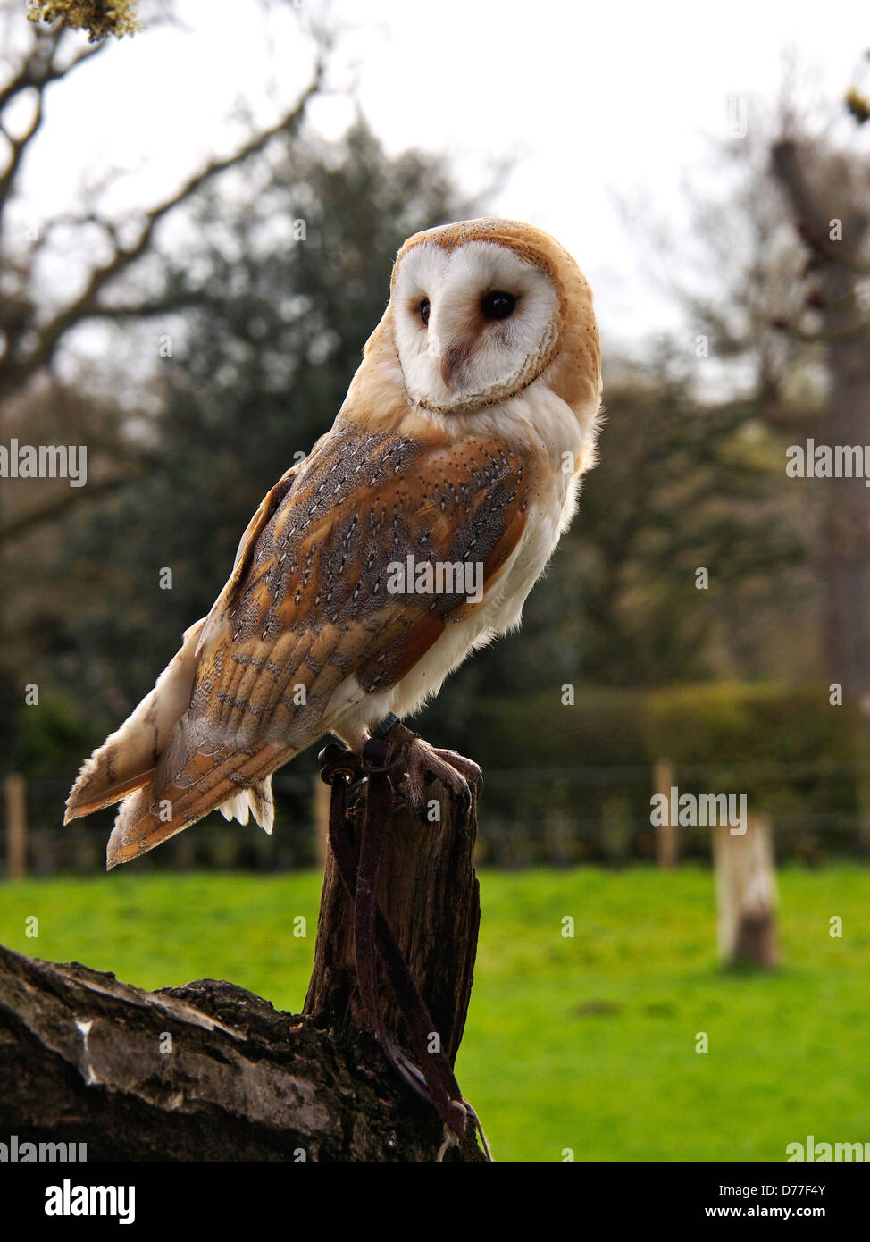 English barn owl portrait Stock Photo - Alamy