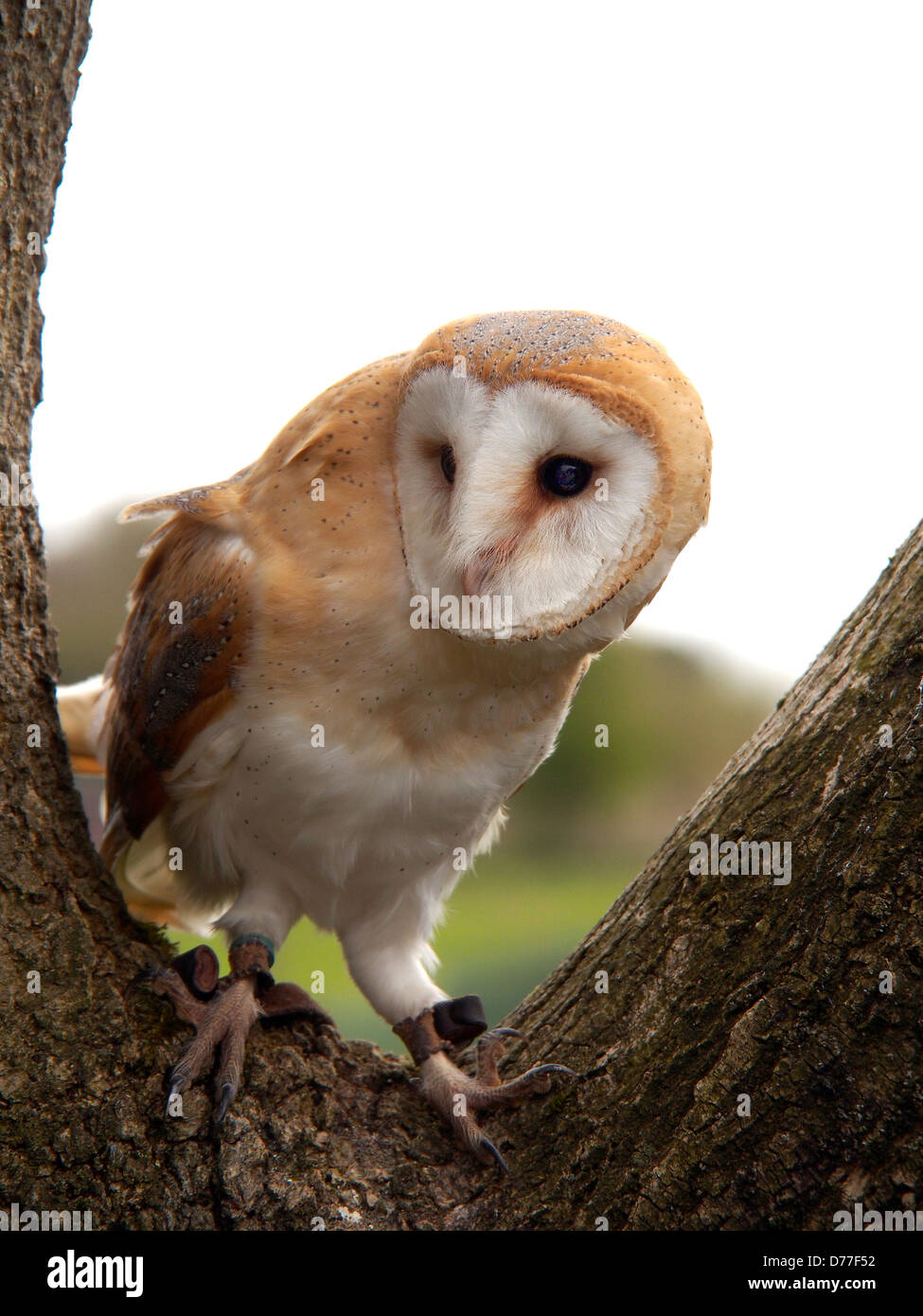 English barn owl portrait Stock Photo - Alamy