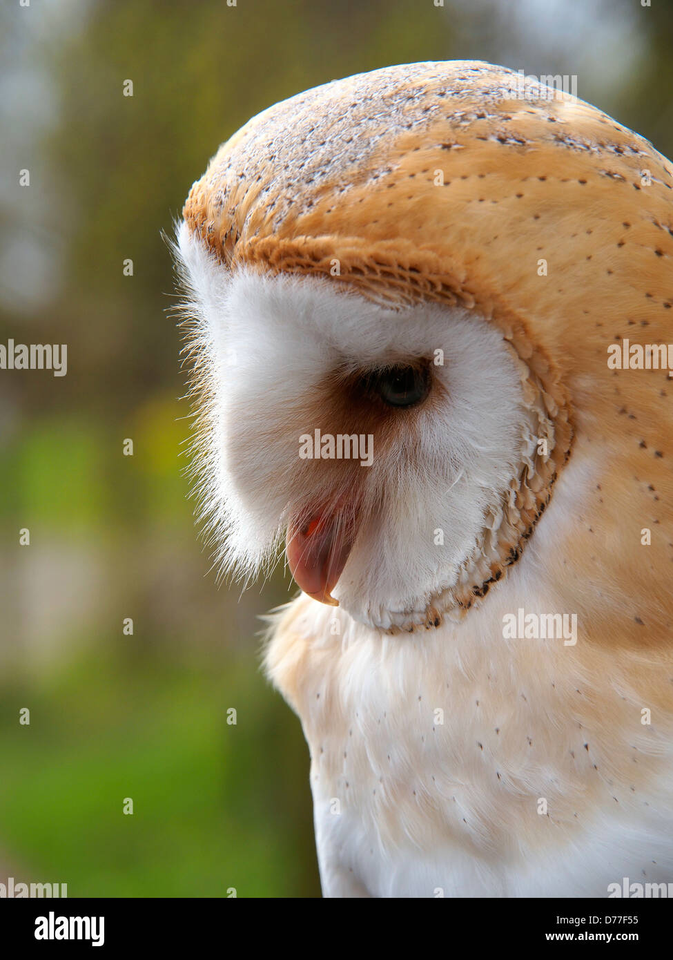 Harry potter owl hi-res stock photography and images - Alamy