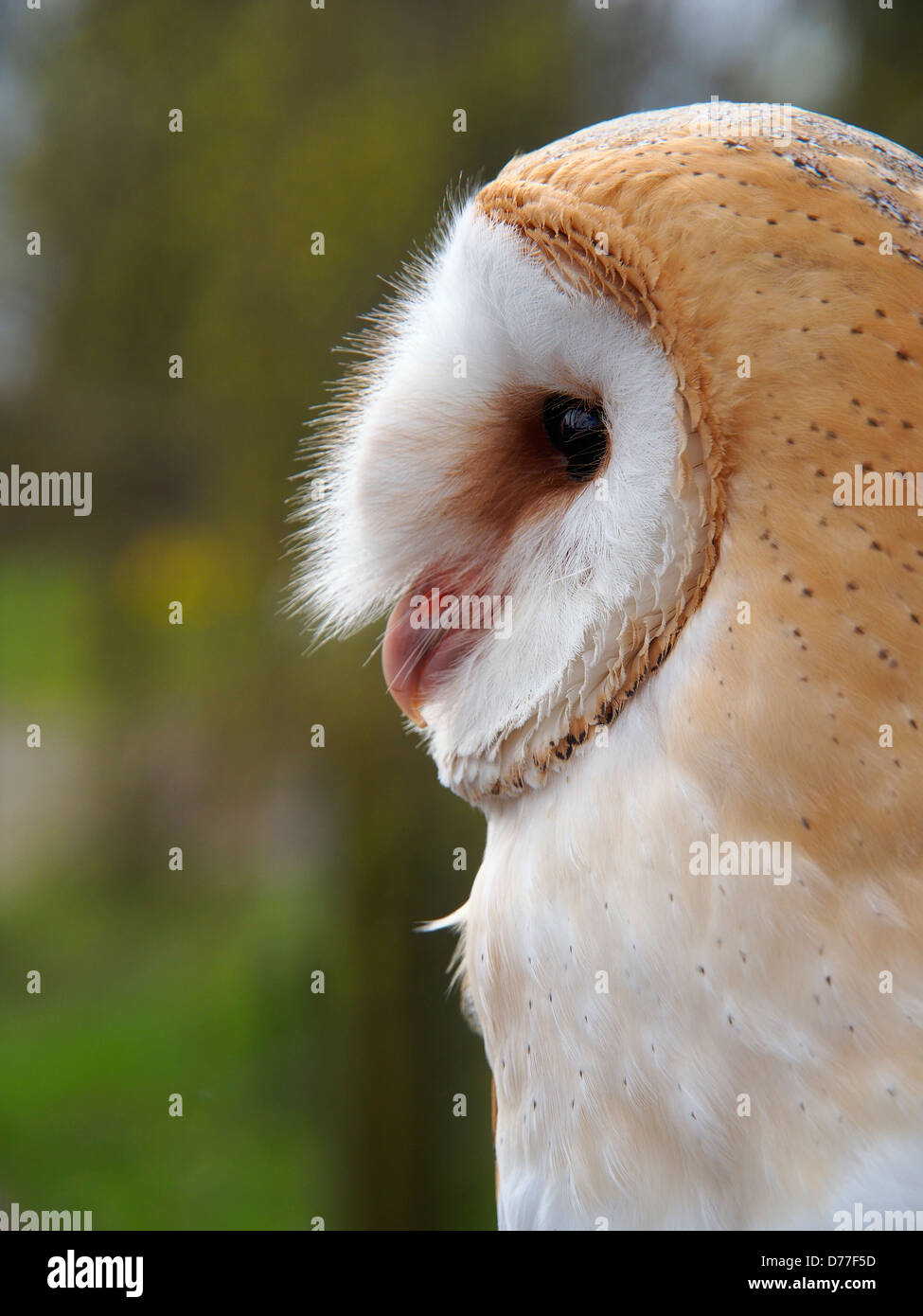 Harry potter owl hi-res stock photography and images - Alamy
