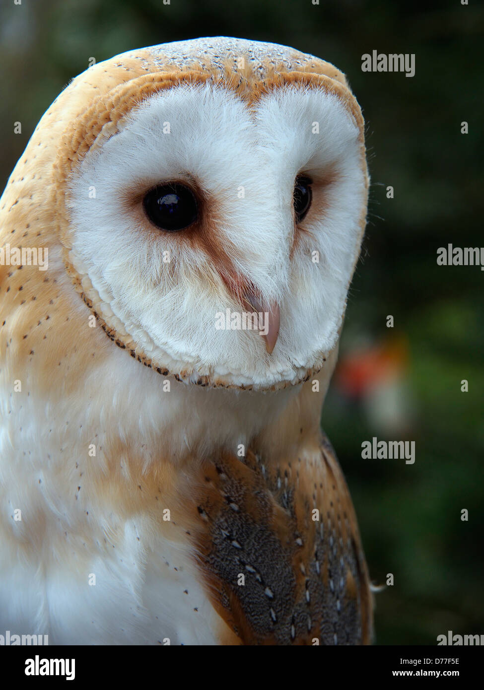 English barn owl portrait Stock Photo - Alamy