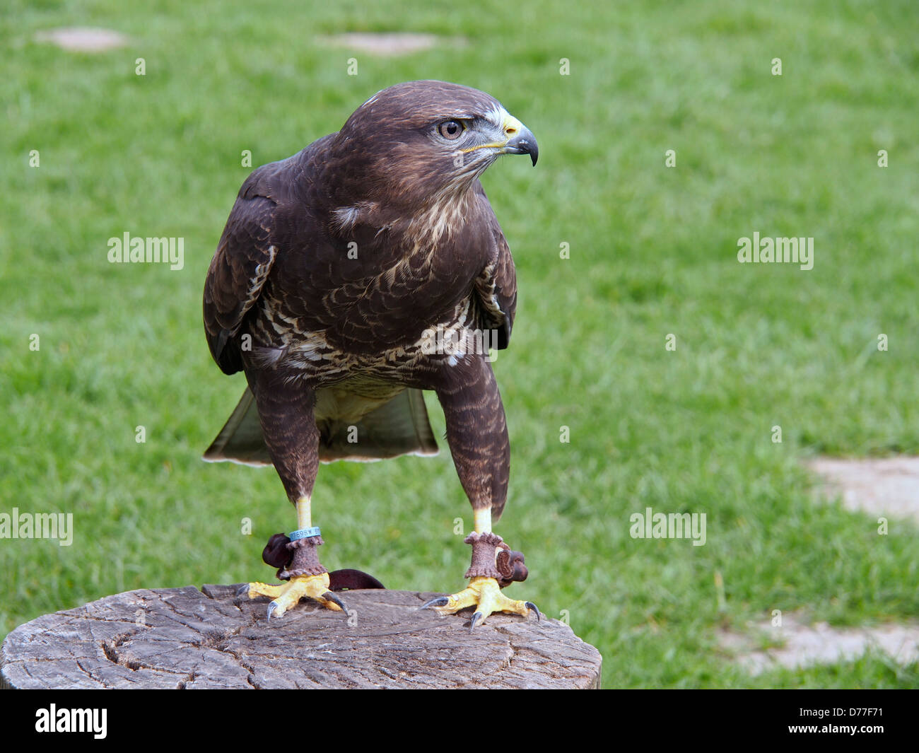 Falconry sanctuary flying hawks Stock Photo - Alamy