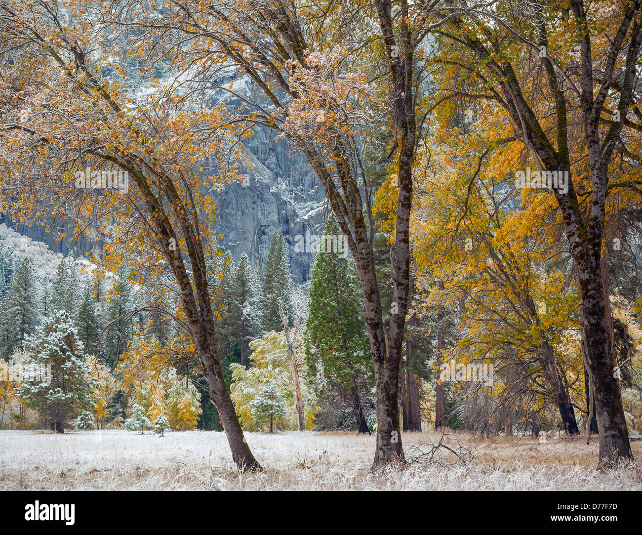 American oak beauty hi-res stock photography and images - Alamy