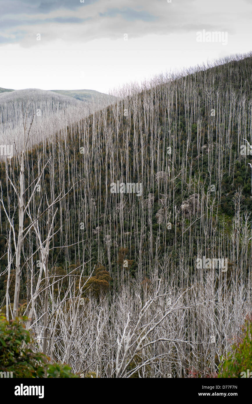 A section of the Alpine National Park damaged by bushfire Stock Photo ...