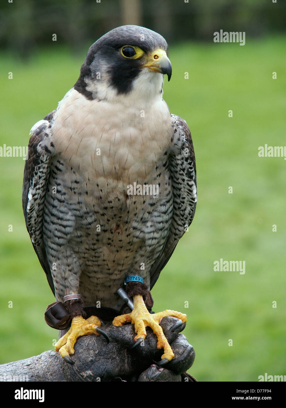 Falconry sanctuary flying hawks Stock Photo - Alamy