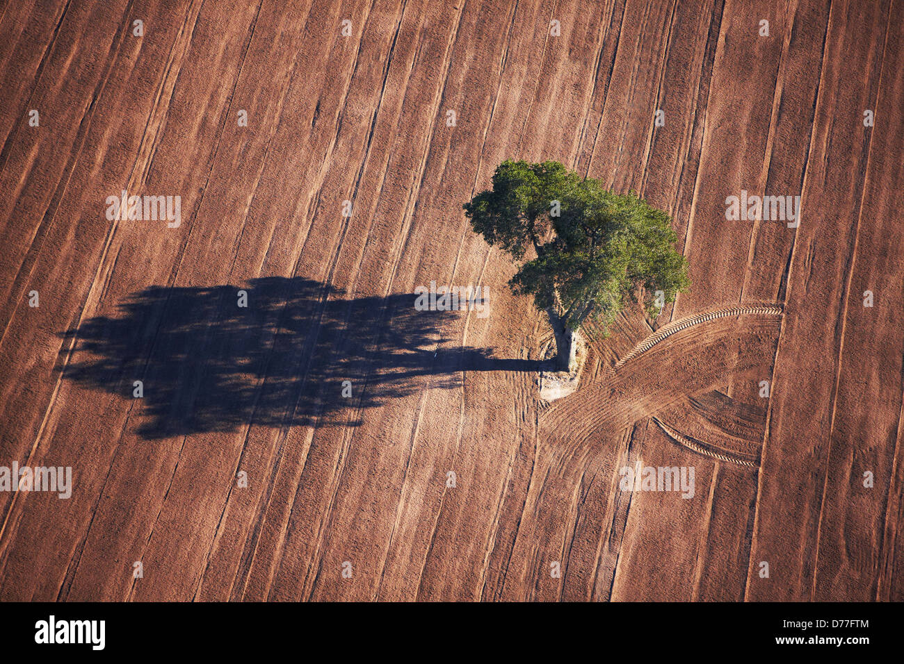 Aerial view alone oak tree in plowed field Stock Photo - Alamy
