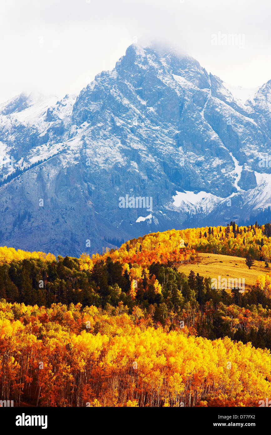 USA Colorado Vast stands quaking aspens Populus tremuloides under Mount ...