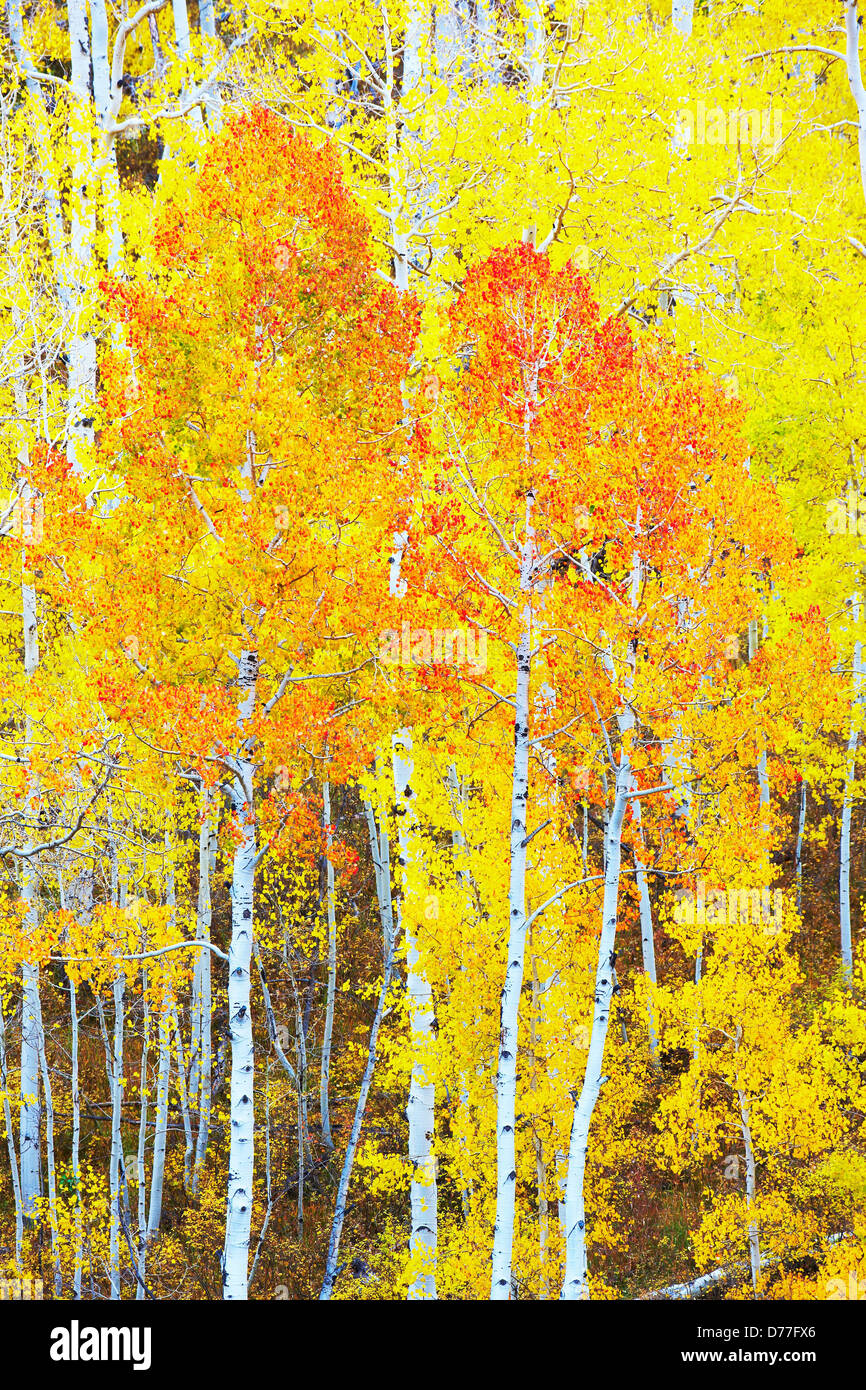 USA Colorado Quaking aspens Populus tremuloides during fall showing ...