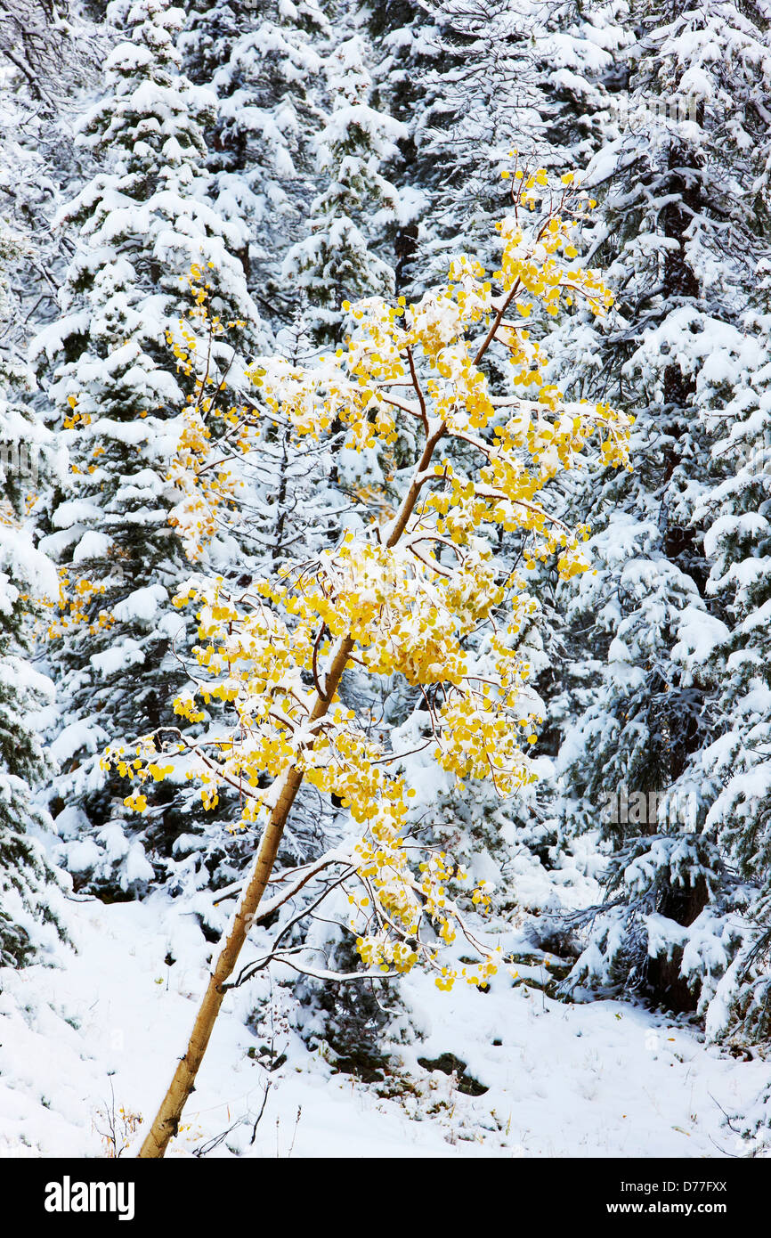 Lone aspen winter hi-res stock photography and images - Alamy