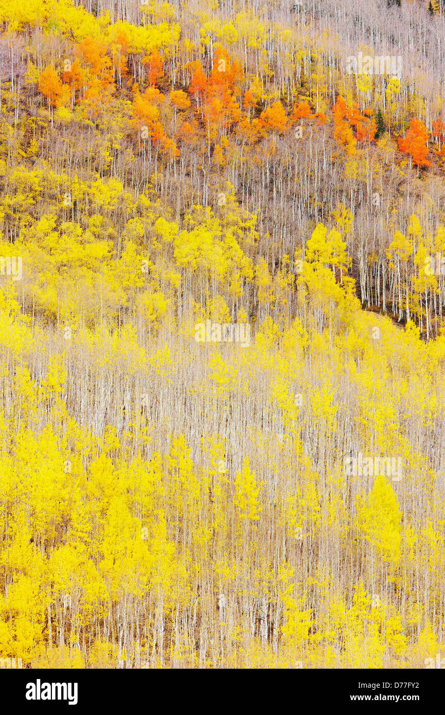 USA Colorado Vast stand quaking aspen Populus tremuloides fall color ...