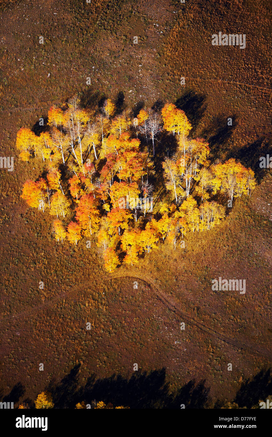 USA Colorado Wilson Mesa Aerial view stand quaking aspens Populus ...