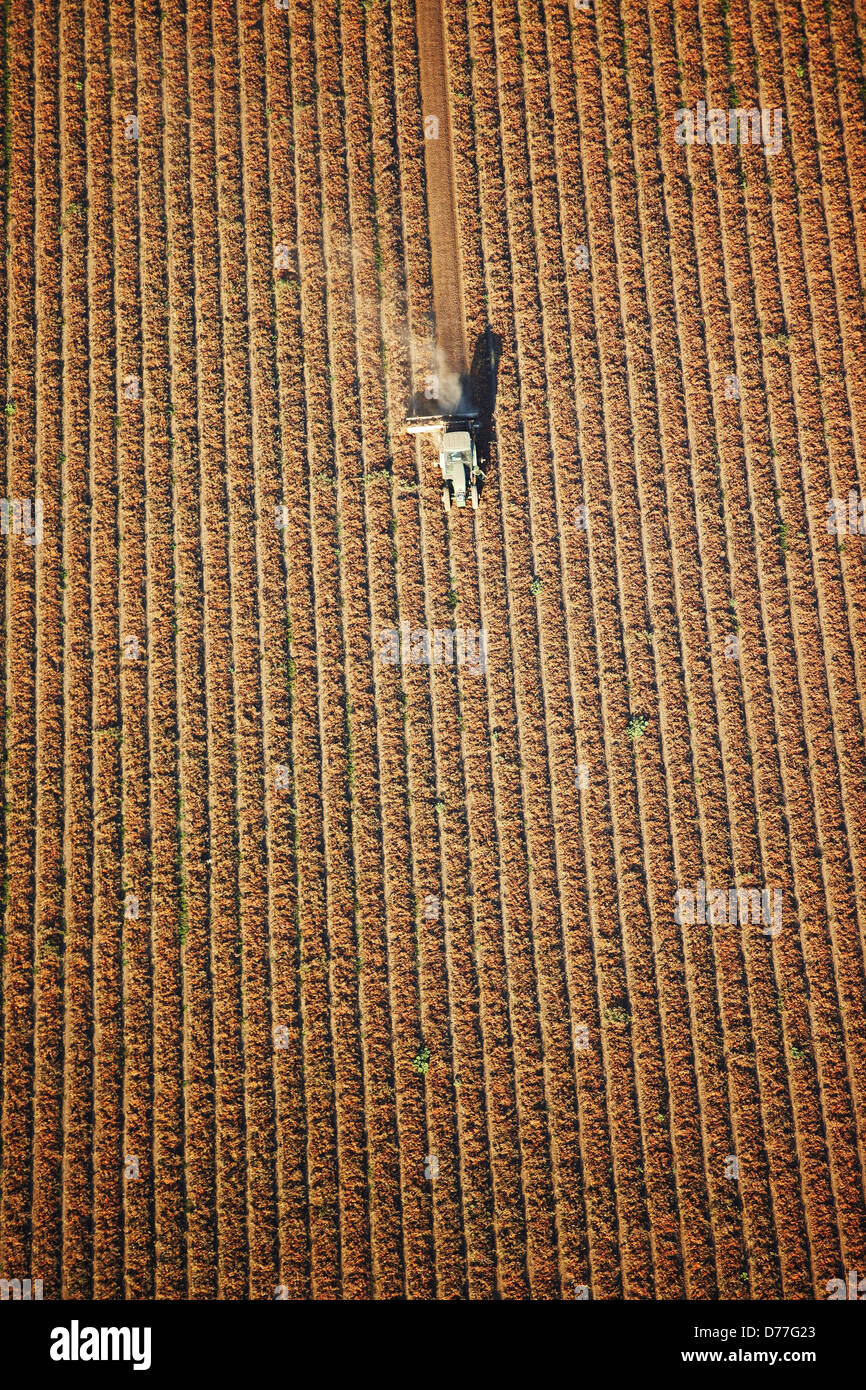 USA California Aerial view tractor opening up processing tomato field ...