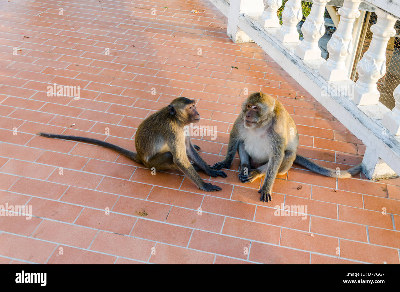 Two macaque monkeys conversing on red brick terrace of Wat Thammikaram ...