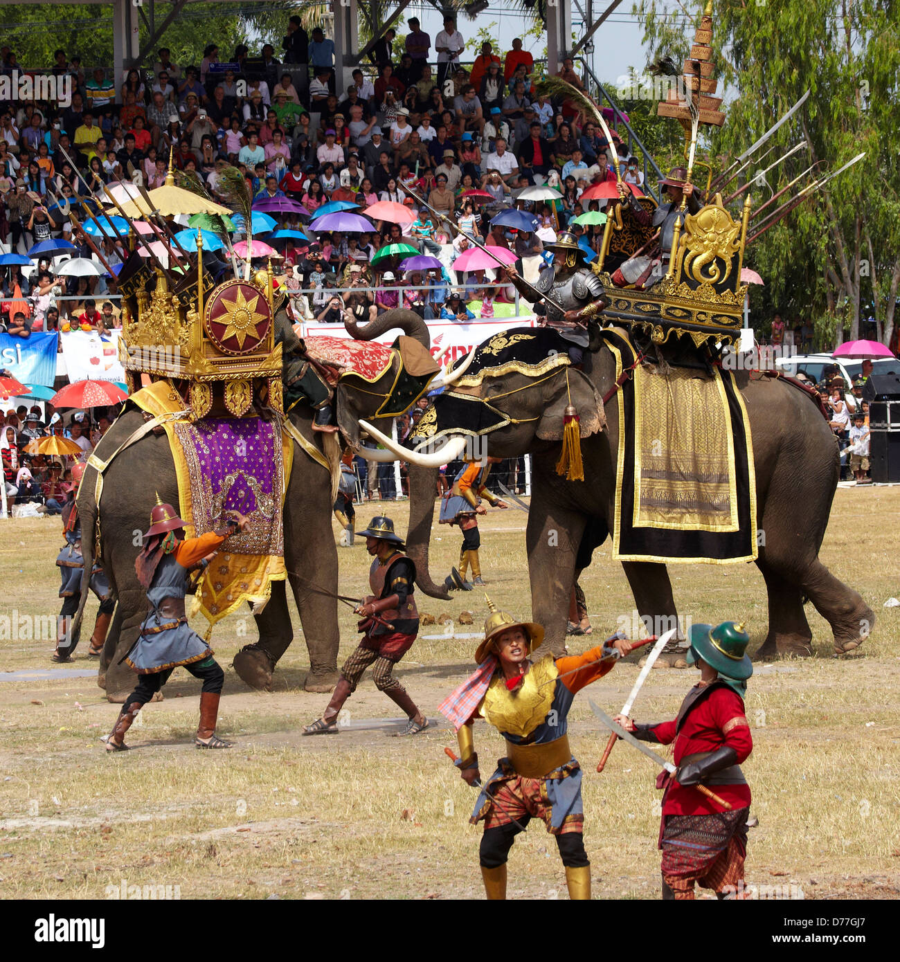 Asia Thailand Surin city Elephant Round up Stock Photo - Alamy