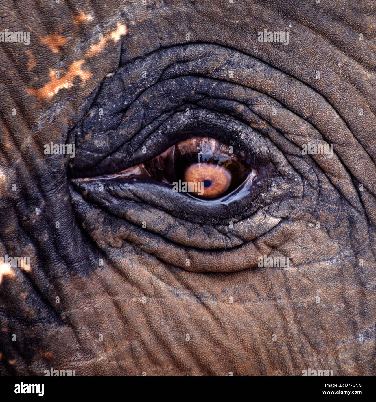 Detail of elephant hi-res stock photography and images - Alamy
