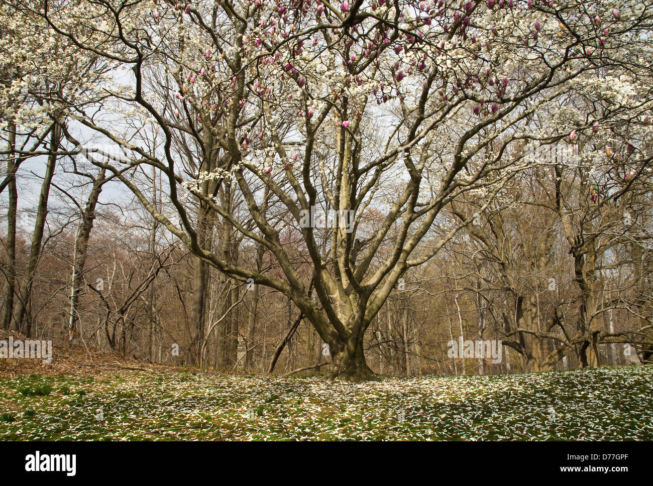 Shedding petals hi-res stock photography and images - Alamy
