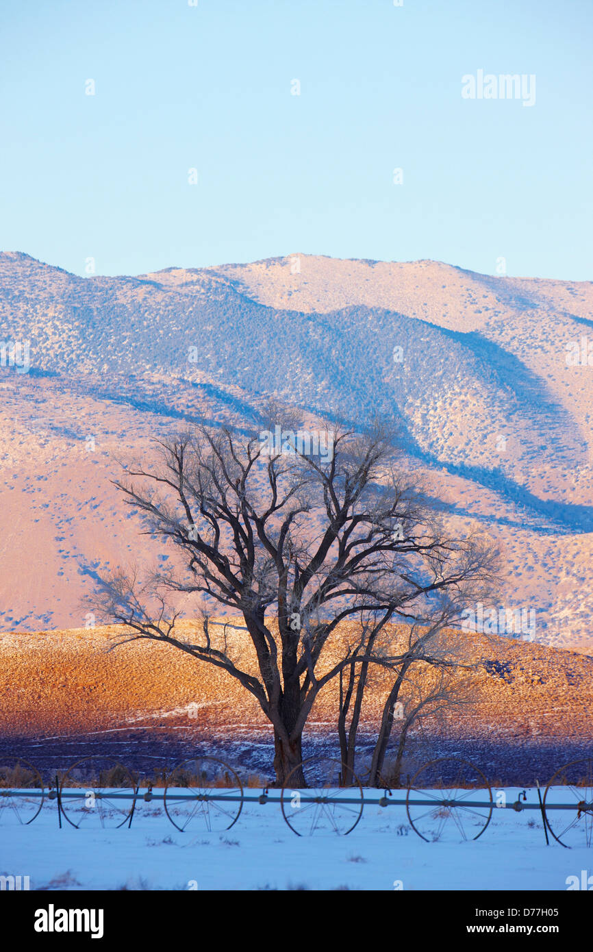 USA Nevada Winter landscape oak tree Stock Photo - Alamy