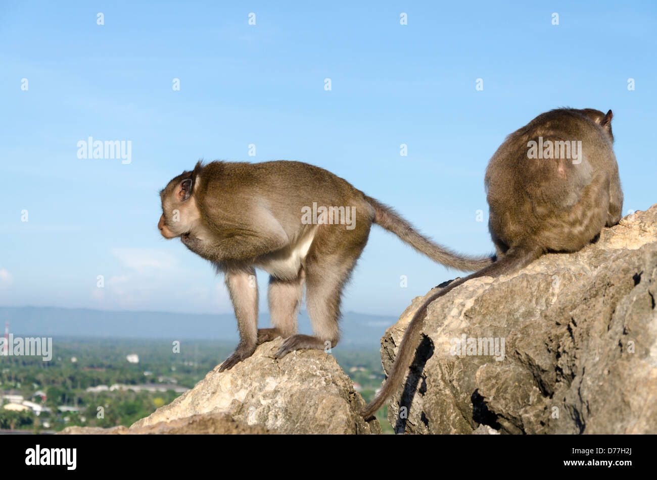 Two adult macaque monkeys on rocks below Wat Thammikaram on Khao Chong ...
