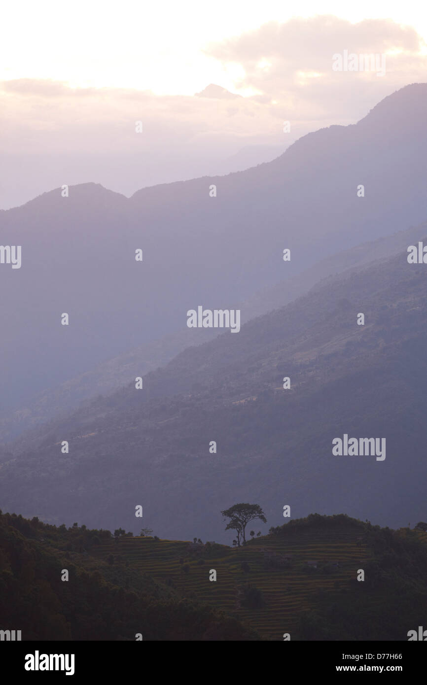 Nepal Makalu-Barun National Park Lonely Tree on Himalayan ridges Stock ...